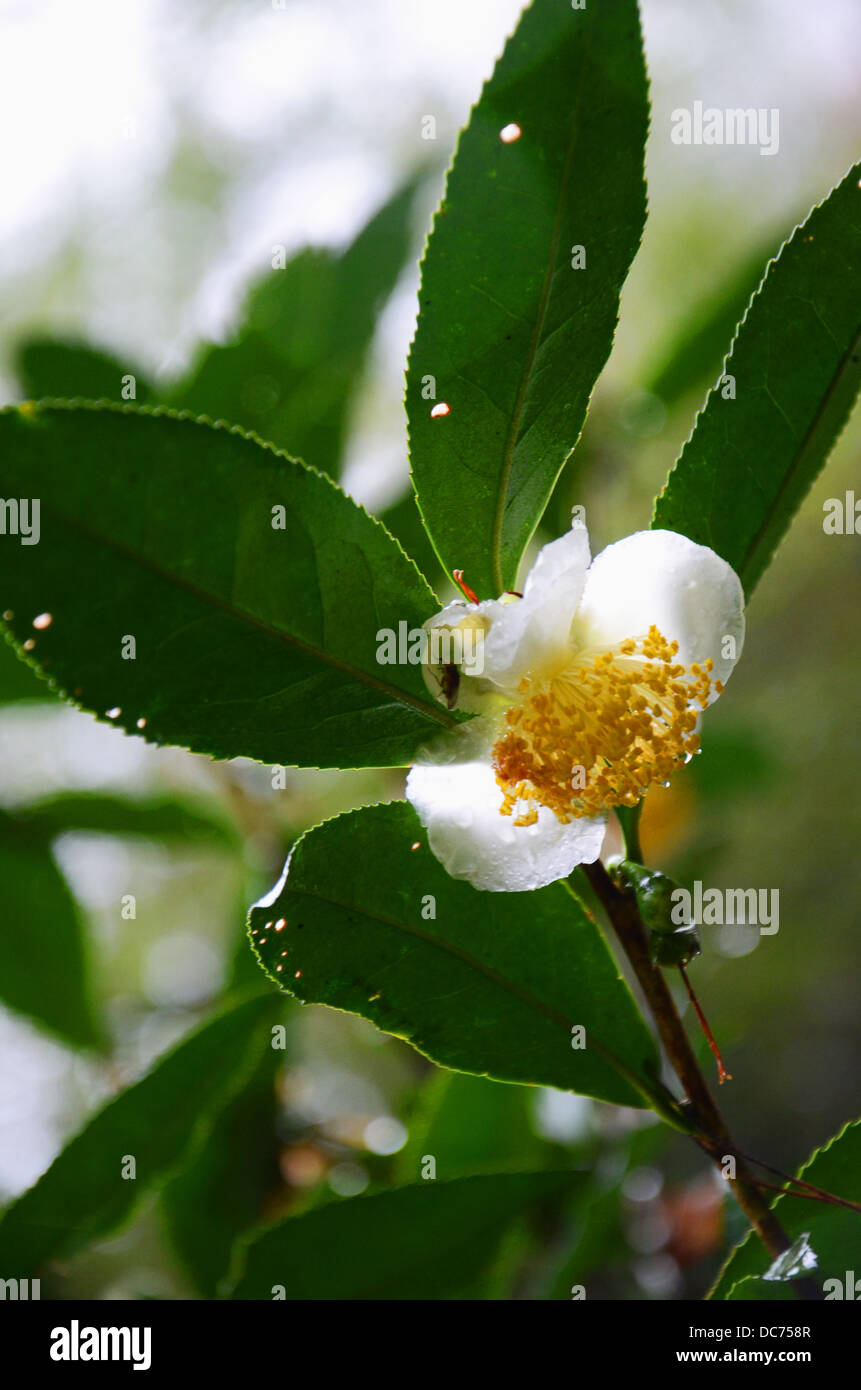 Big red blossom hi-res stock photography and images - Alamy