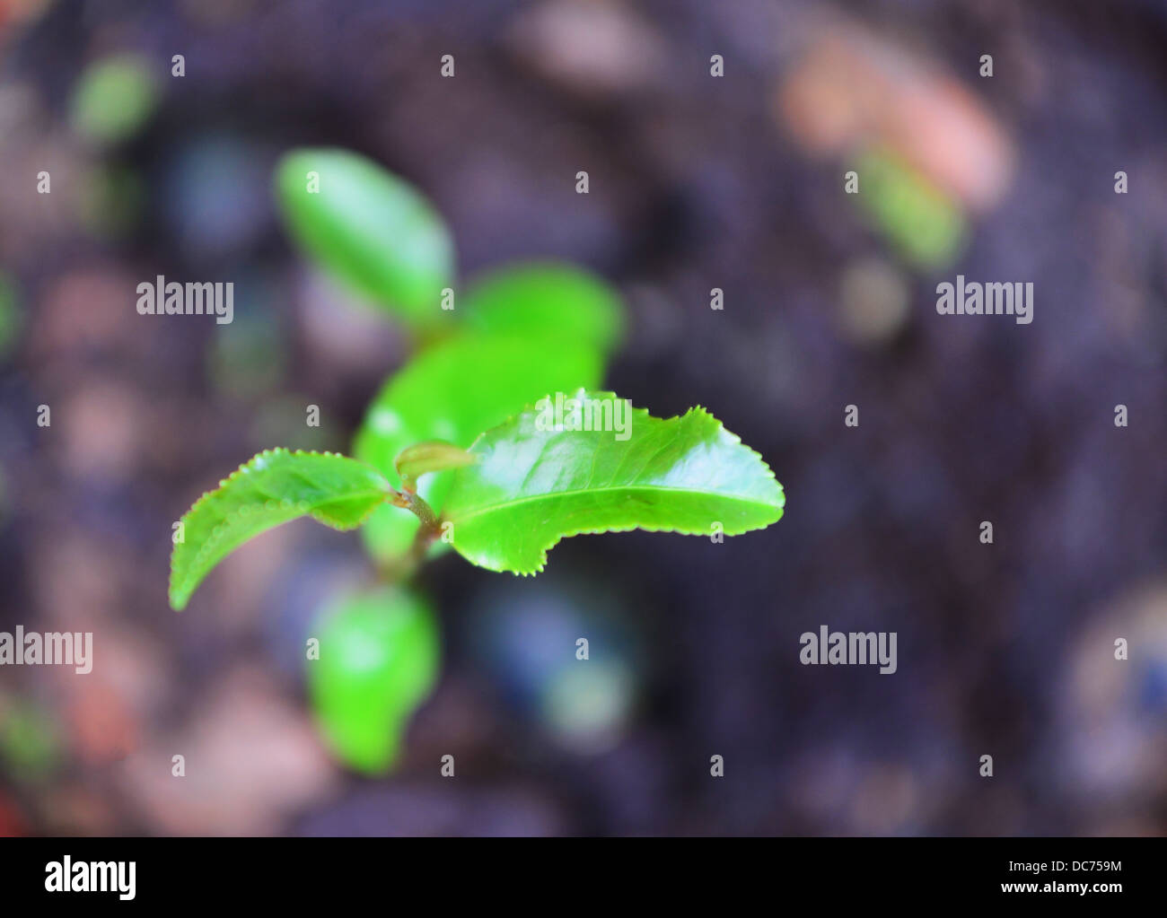 China tea plant hi-res stock photography and images - Alamy