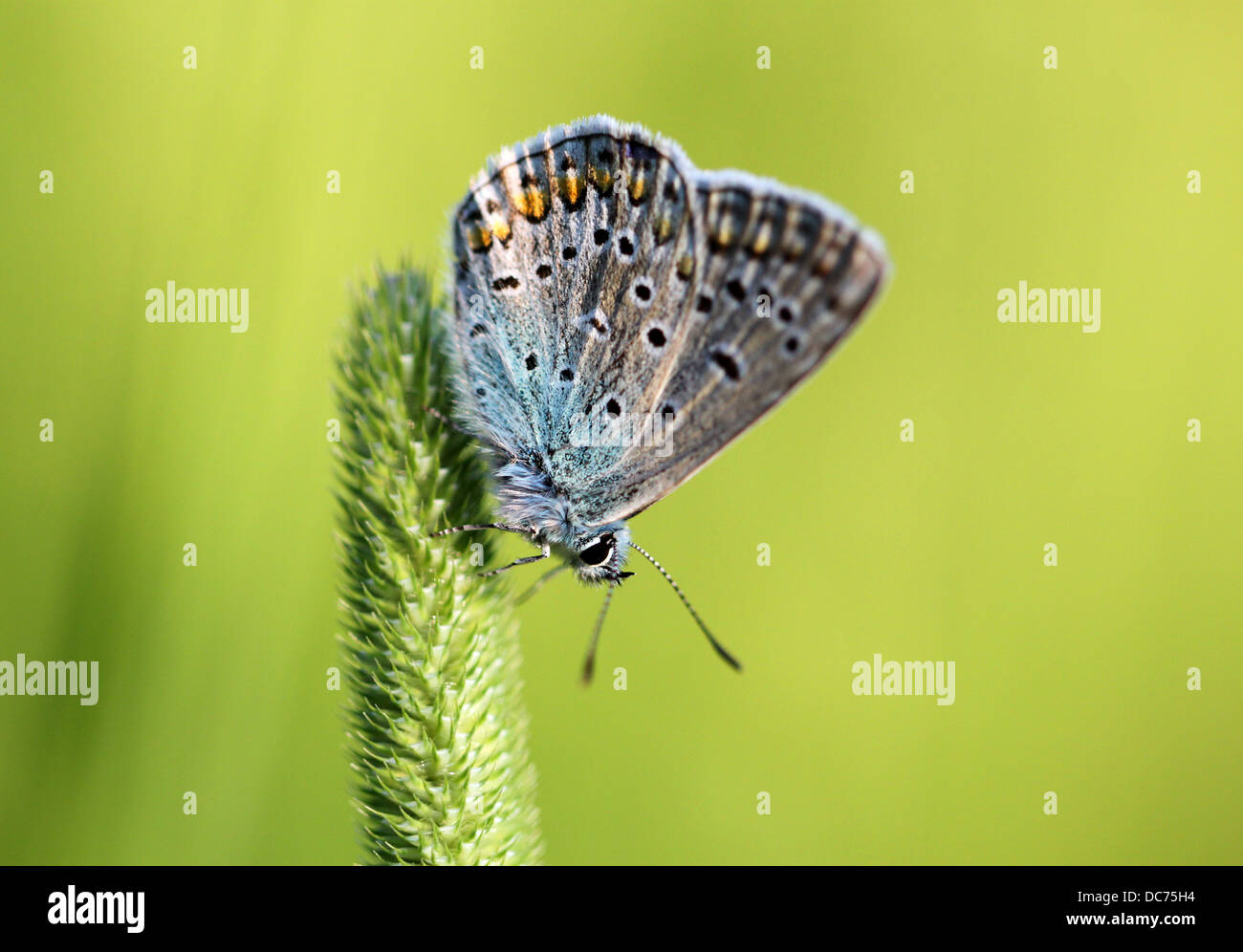 Peace icarus hi-res stock photography and images - Alamy