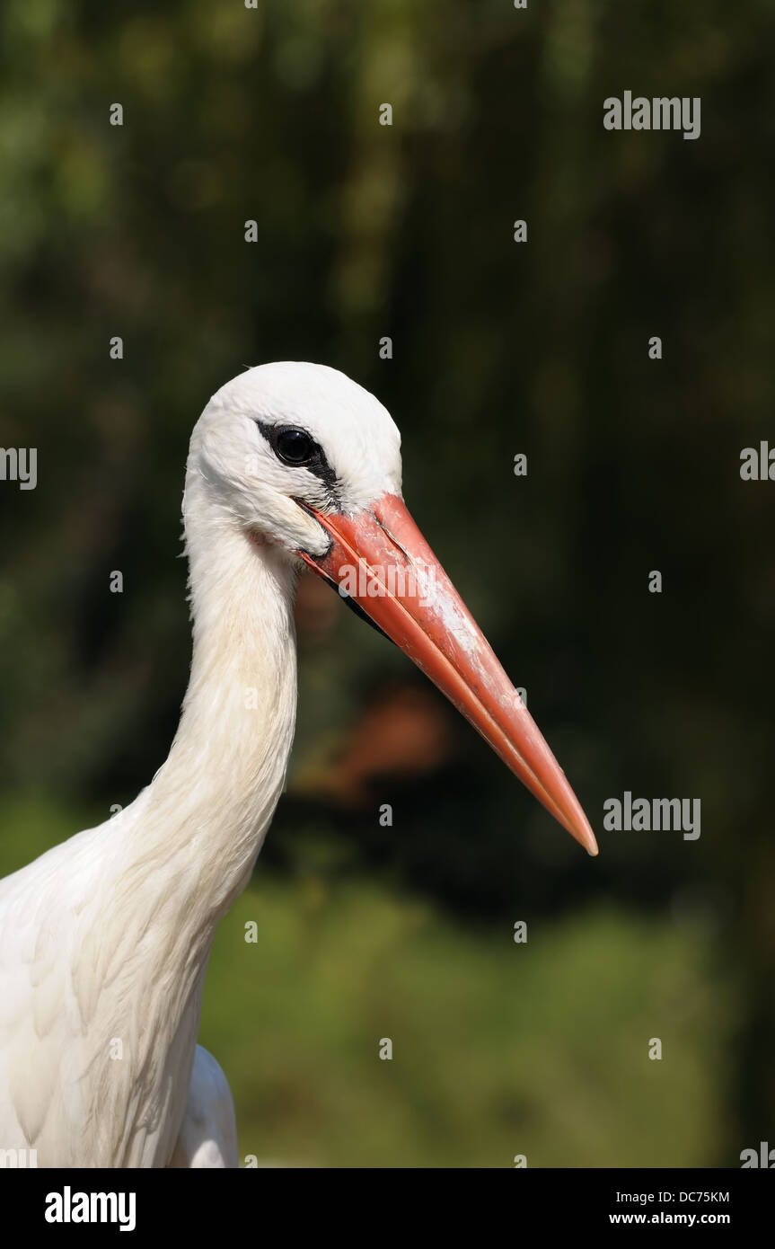 Head of white stork on front of forest Stock Photo - Alamy