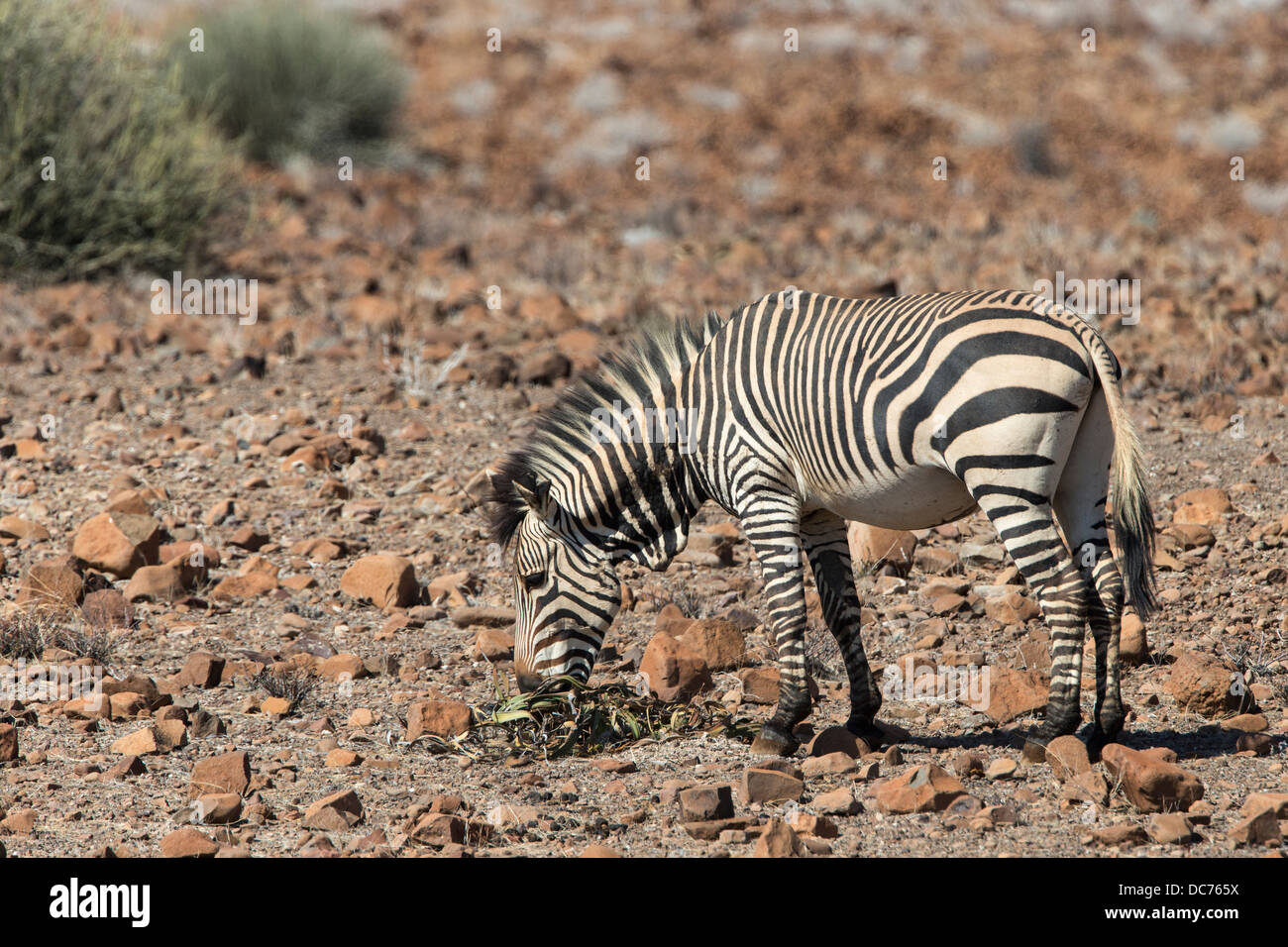 Hartmanns mountain zebra damaraland namibia hi-res stock photography ...