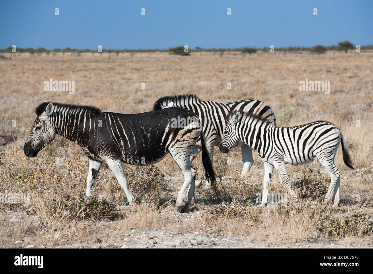 Melanistic zebra hi-res stock photography and images - Alamy
