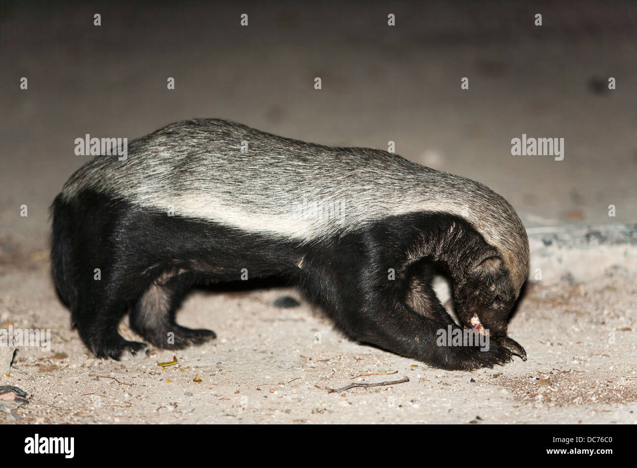 Badger night hi-res stock photography and images - Alamy