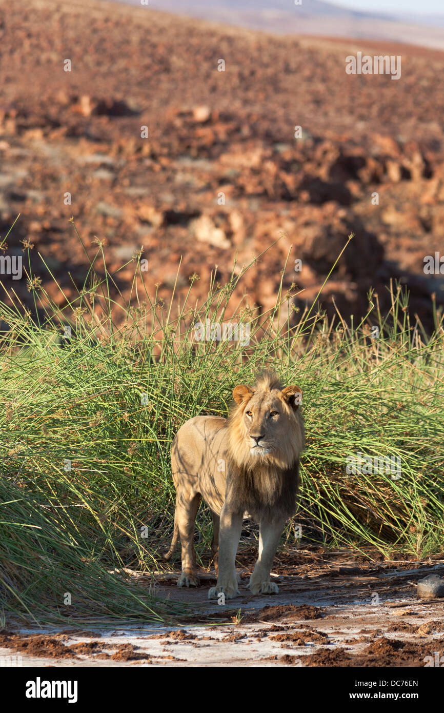 Desert lion (Panthera leo) Kunene region, Namibia, Africa, May 2013 ...