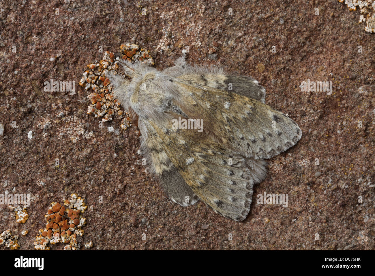 Lobster Moth, Stauropus fagi Stock Photo - Alamy