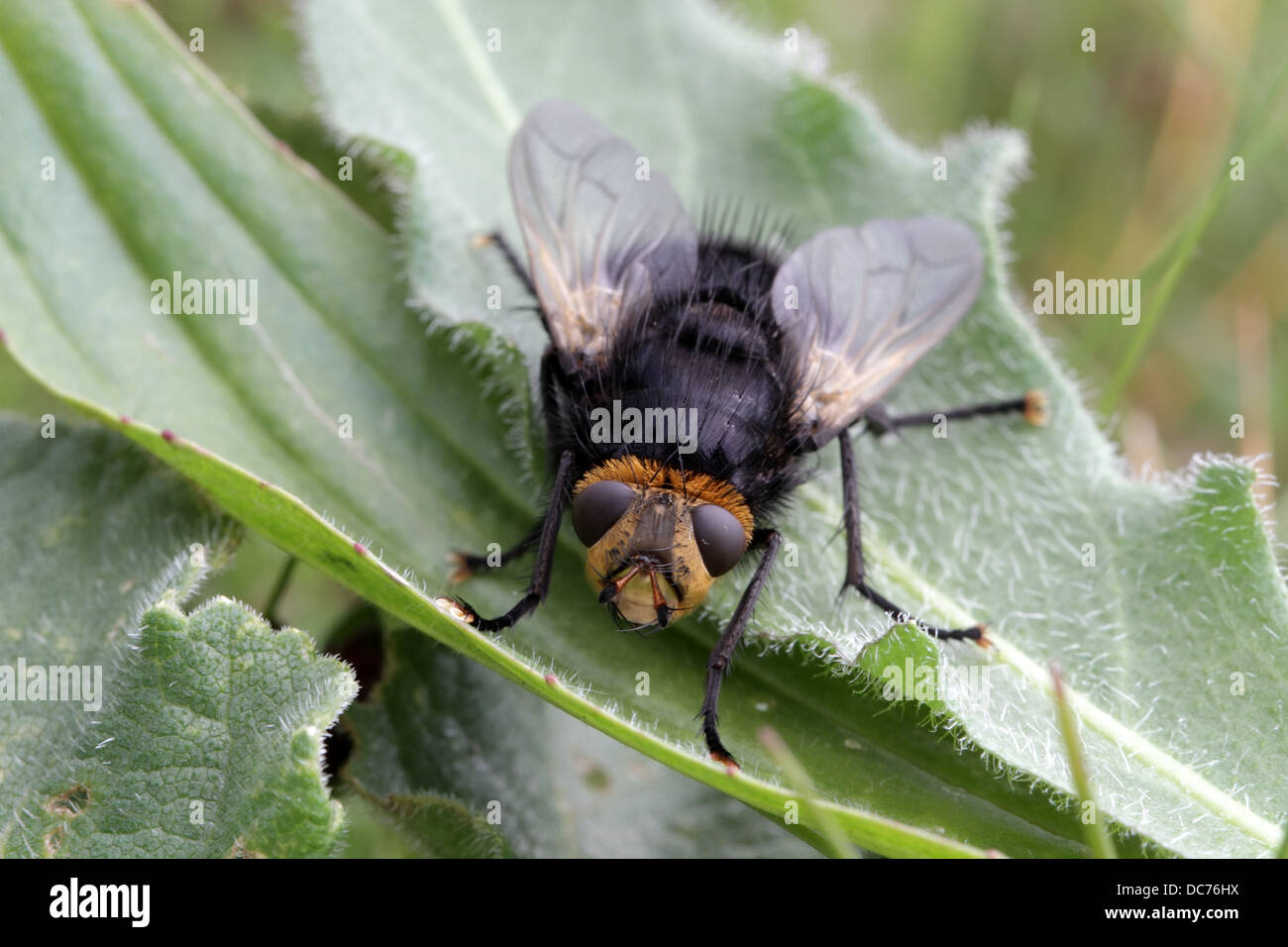 Giant Tachinid Fly, Tachina grossa Stock Photo - Alamy