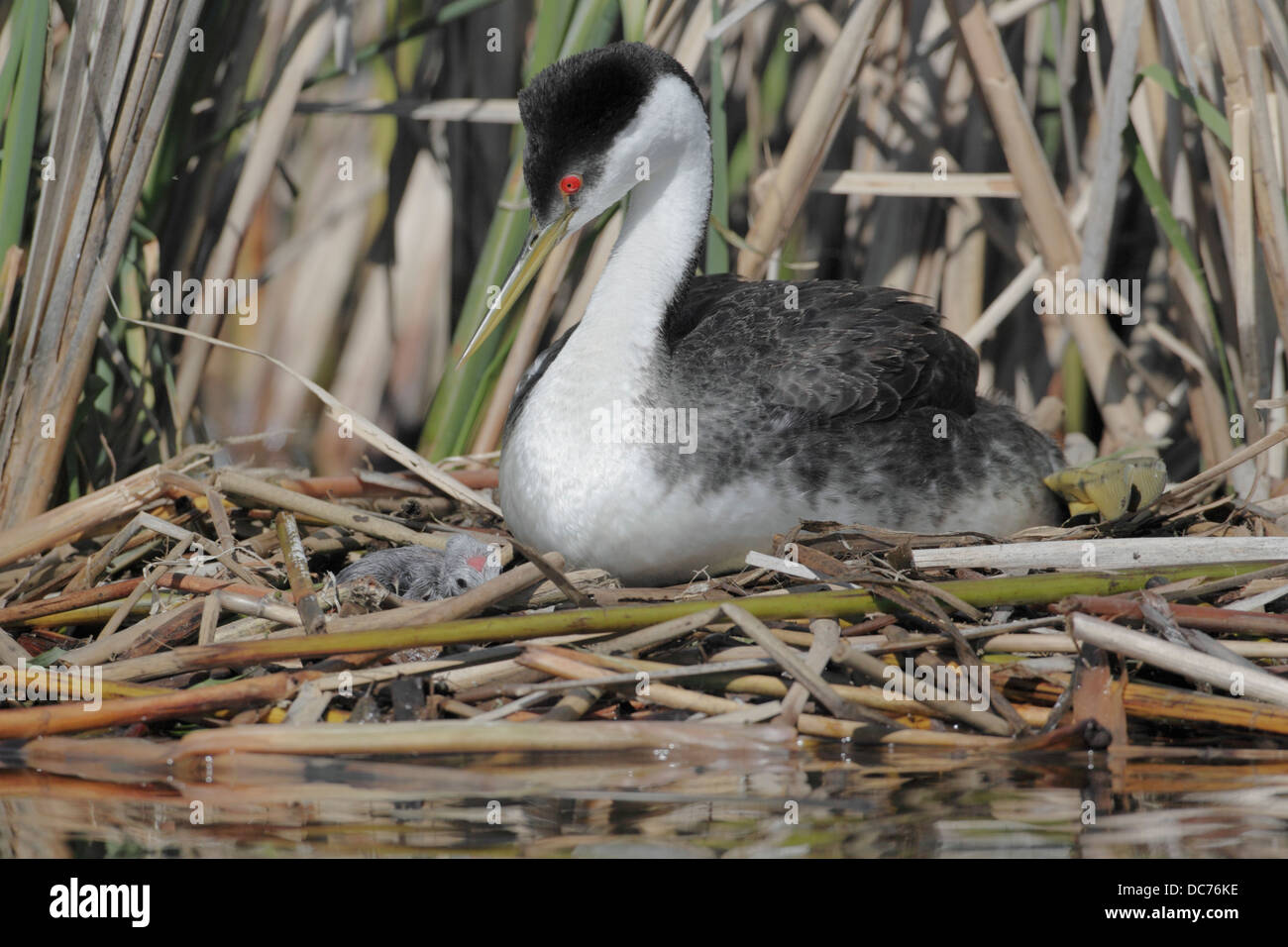 Chick aechmophorus occidentalis hi-res stock photography and images - Alamy
