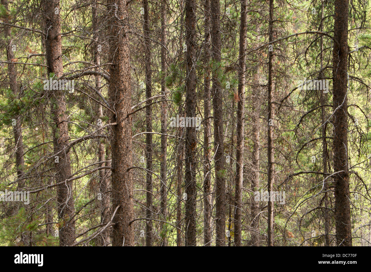 Forest along Silverton Falls Trail, Banff National Park, Alberta ...