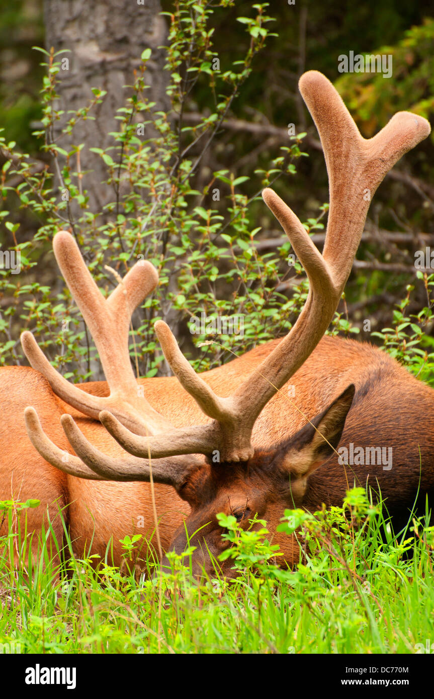 Rocky Mountain elk, Banff National Park, Alberta, Canada Stock Photo ...