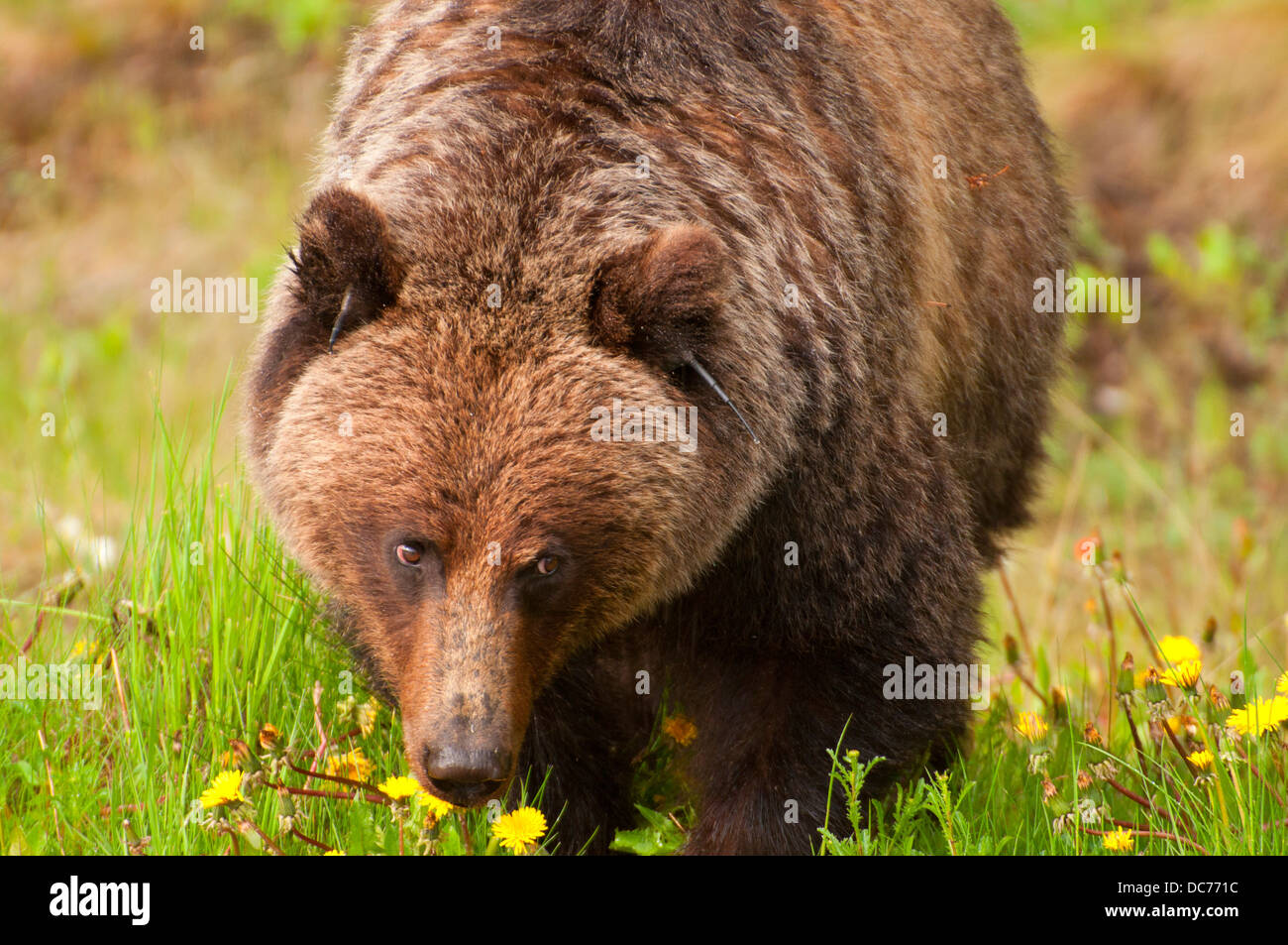 Grizzly bear, Banff National Park, Alberta, Canada Stock Photo - Alamy
