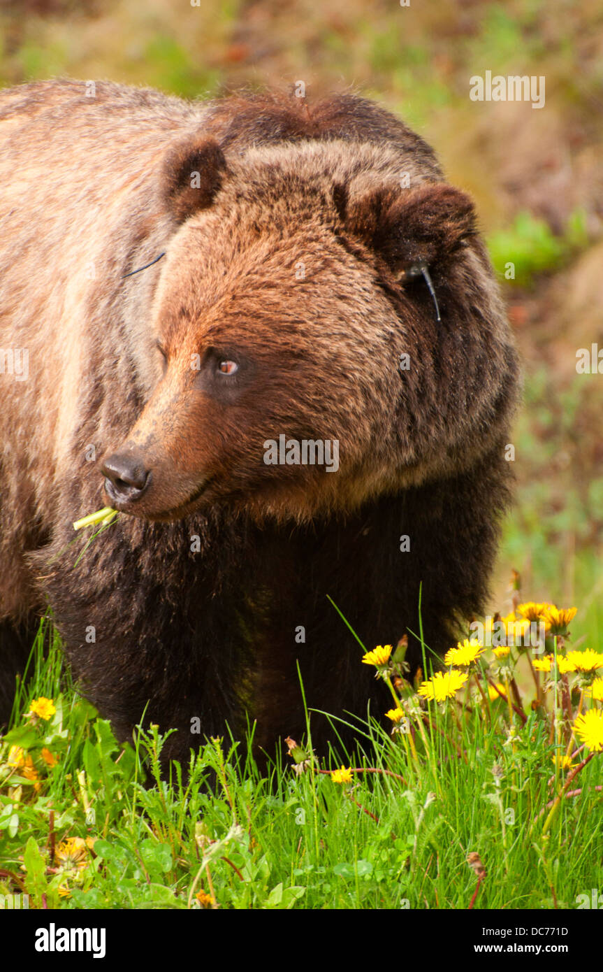Grizzly bear, Banff National Park, Alberta, Canada Stock Photo - Alamy