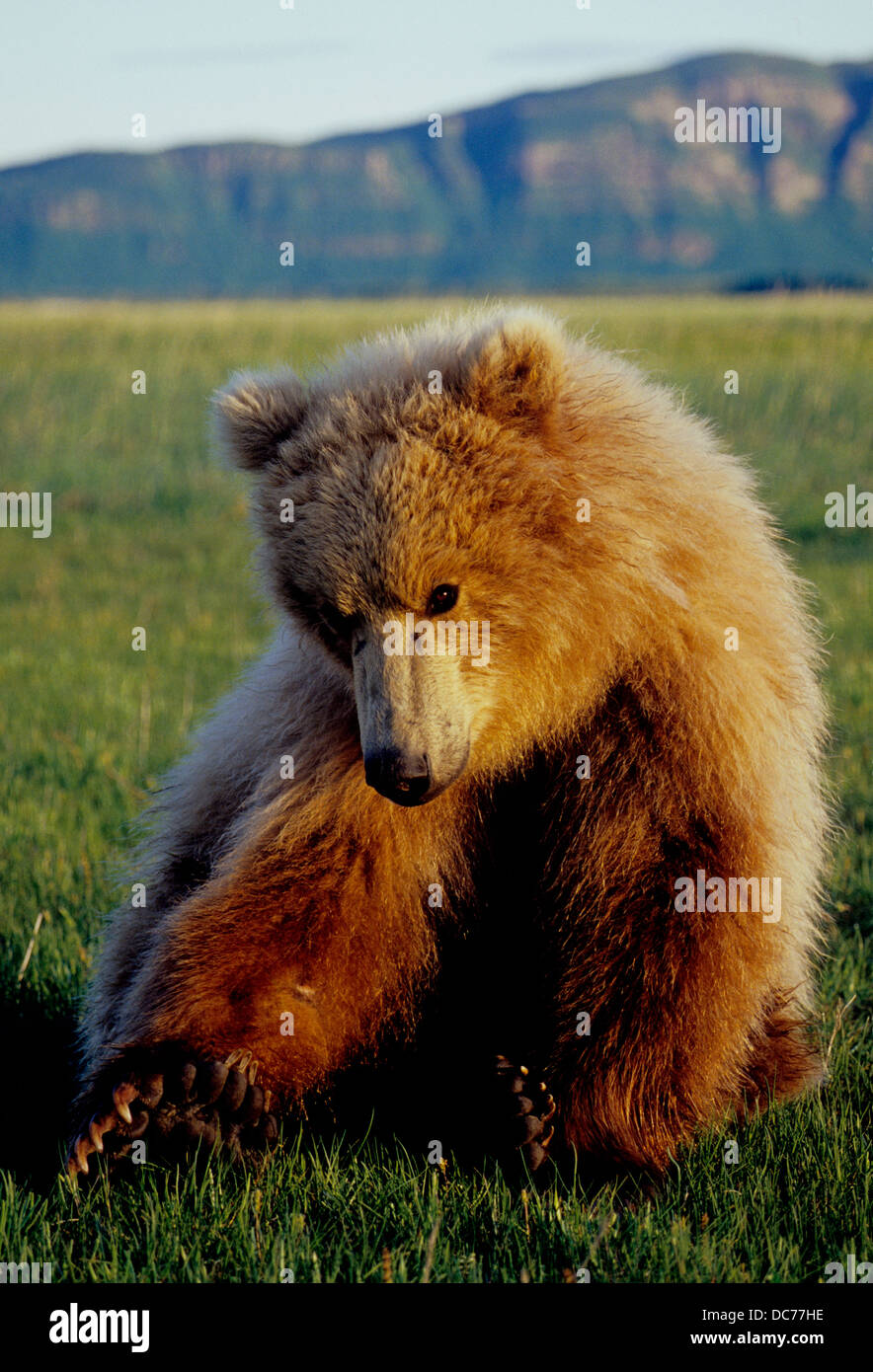Curious coastal brown bear yearling hi-res stock photography and images ...