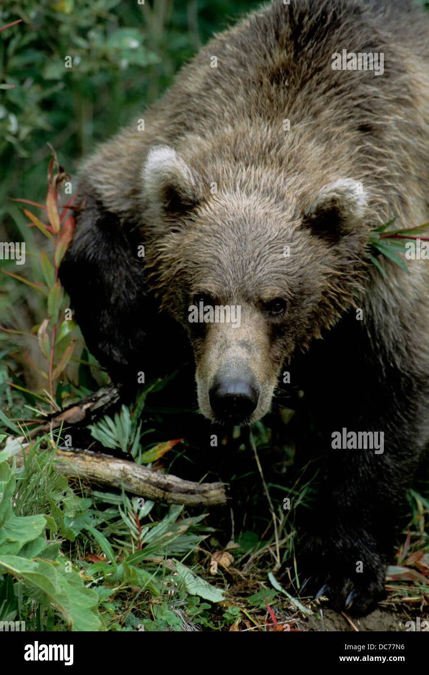 Brown bear (Ursus arctos) displaying aggressive behavior, Becharof ...