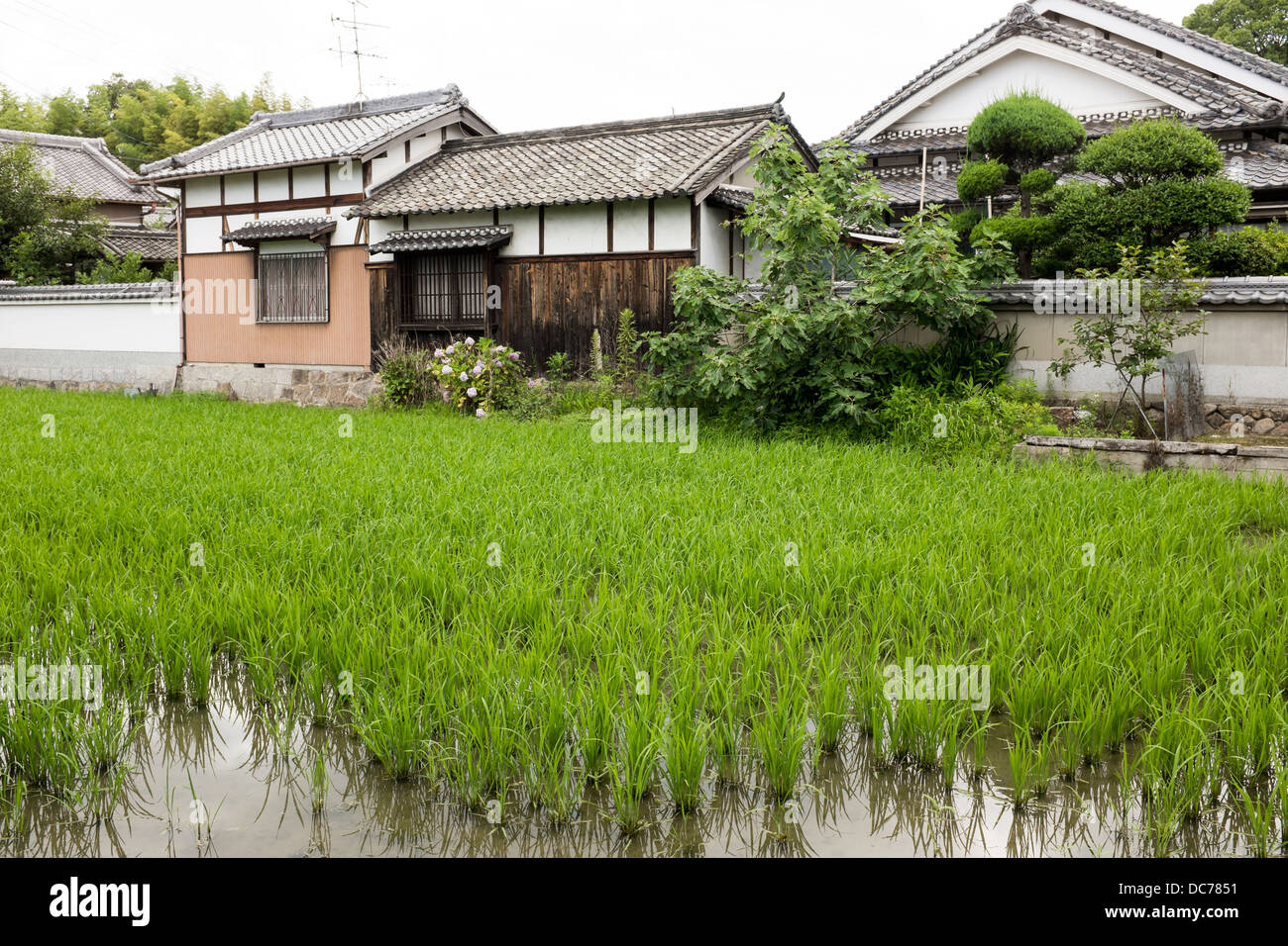 Rice paddy near Nara Japan Stock Photo - Alamy
