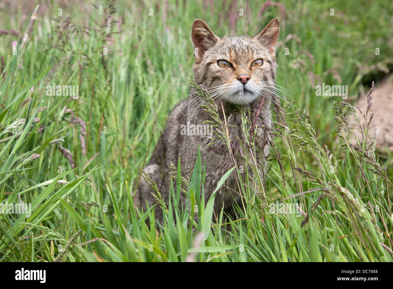 Scottish Wildcat High Resolution Stock Photography and Images - Alamy