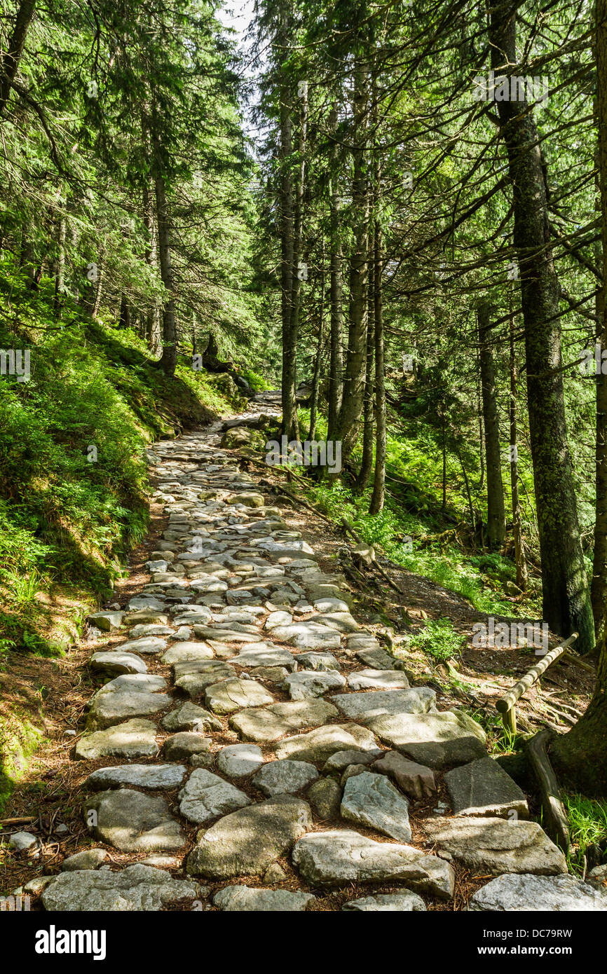 Stone path between the trees in the mountains Stock Photo - Alamy