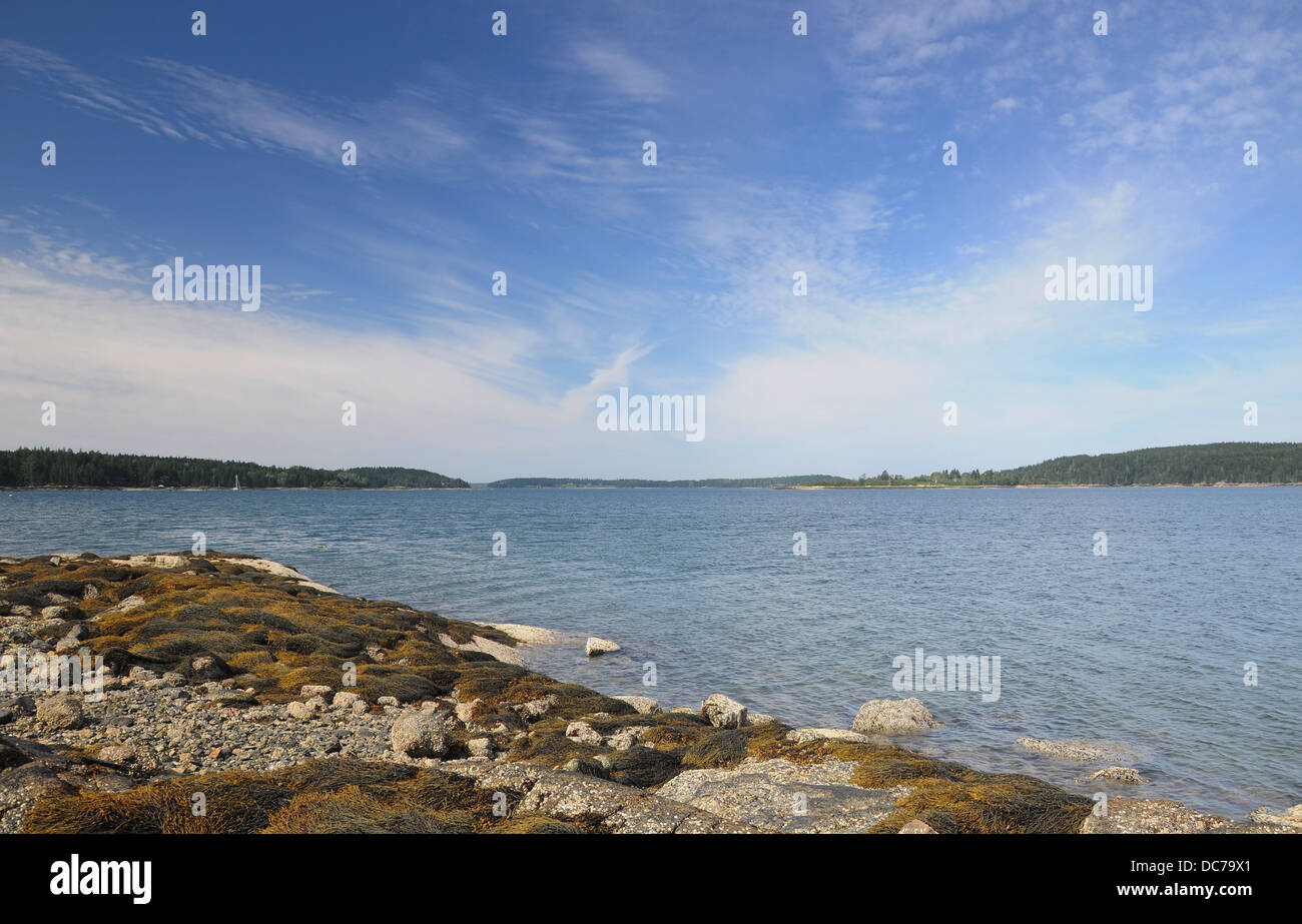 Seaweed on rocks of a Maine inlet in the morning Stock Photo - Alamy