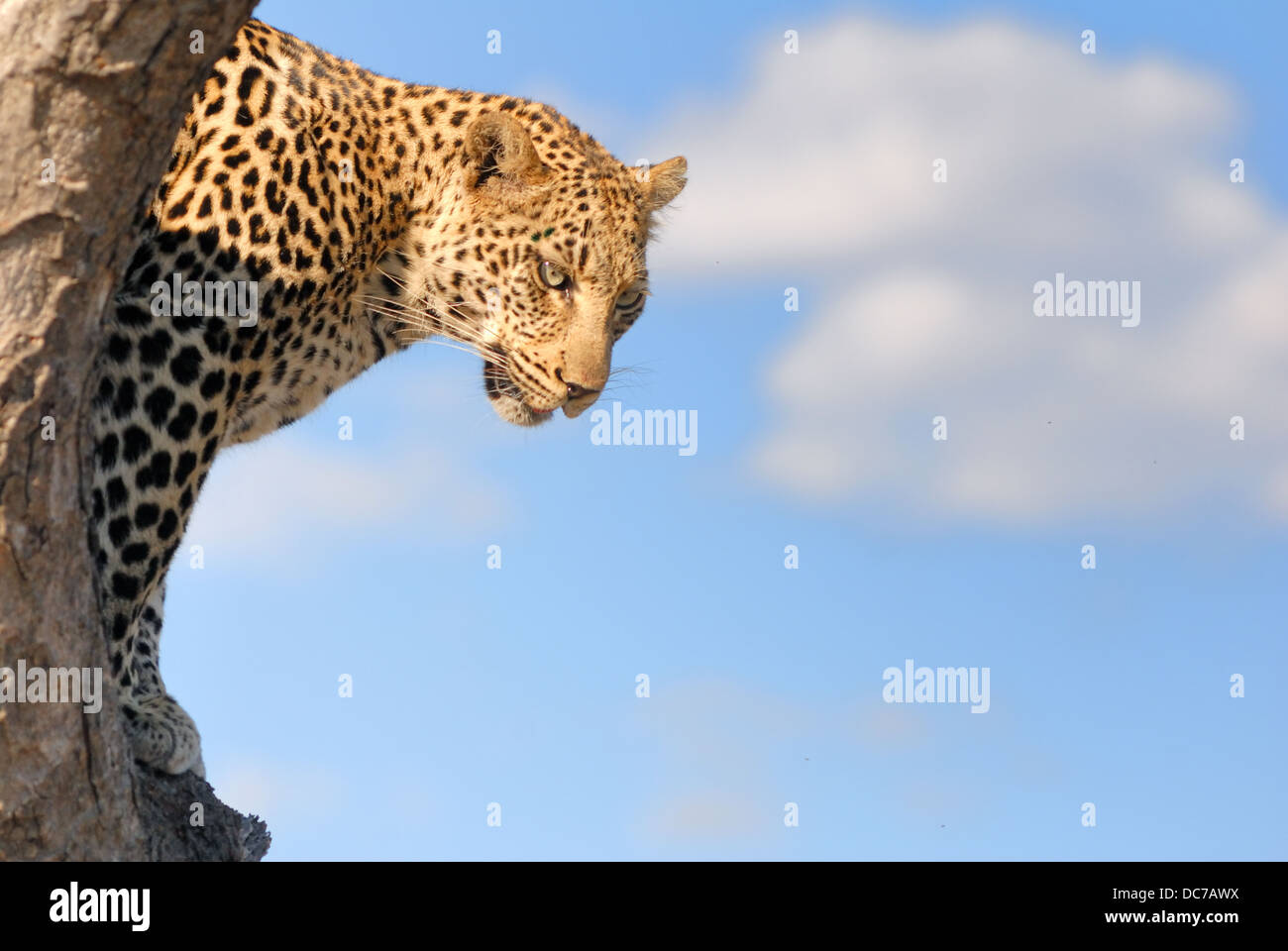 Leopardess in africa hi-res stock photography and images - Alamy