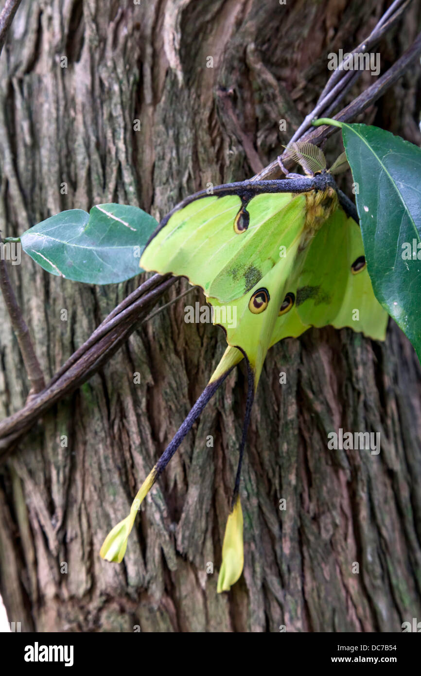 African Luna moth Stock Photo - Alamy
