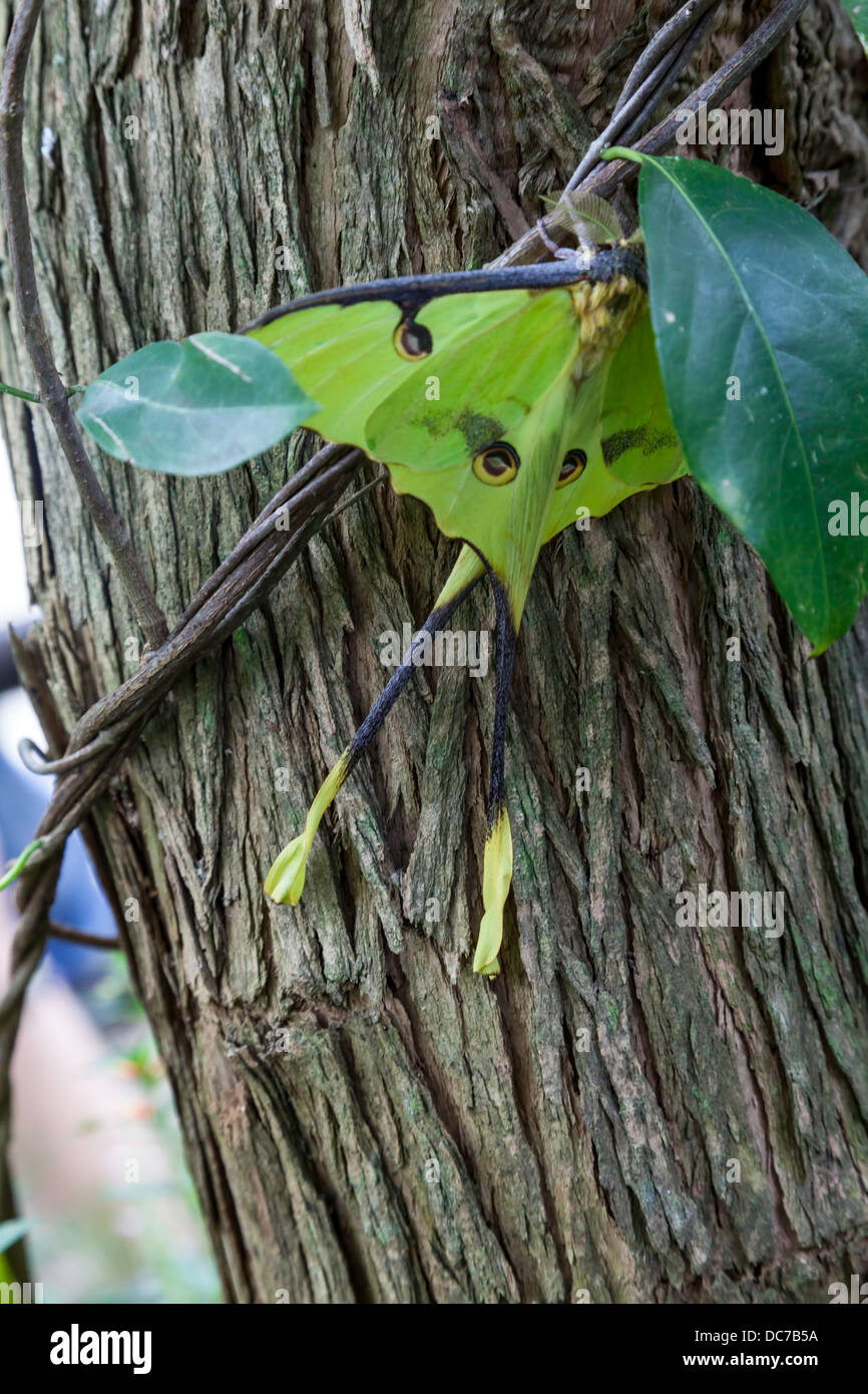 African moth hi-res stock photography and images - Alamy