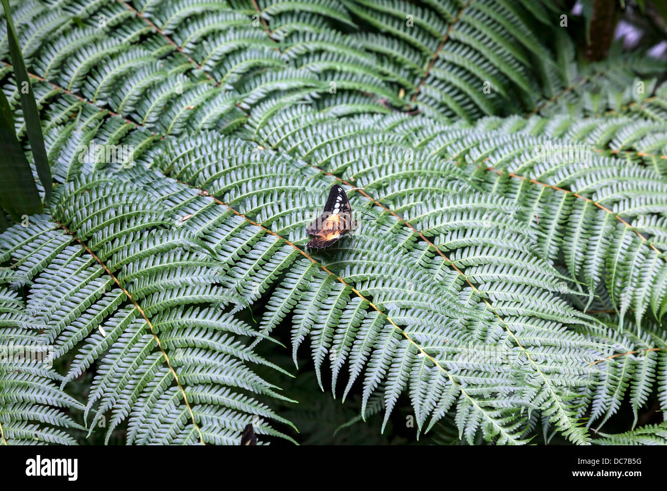 Clipper Butterfly (Parthenos Sylvia) on Fern Stock Photo - Alamy