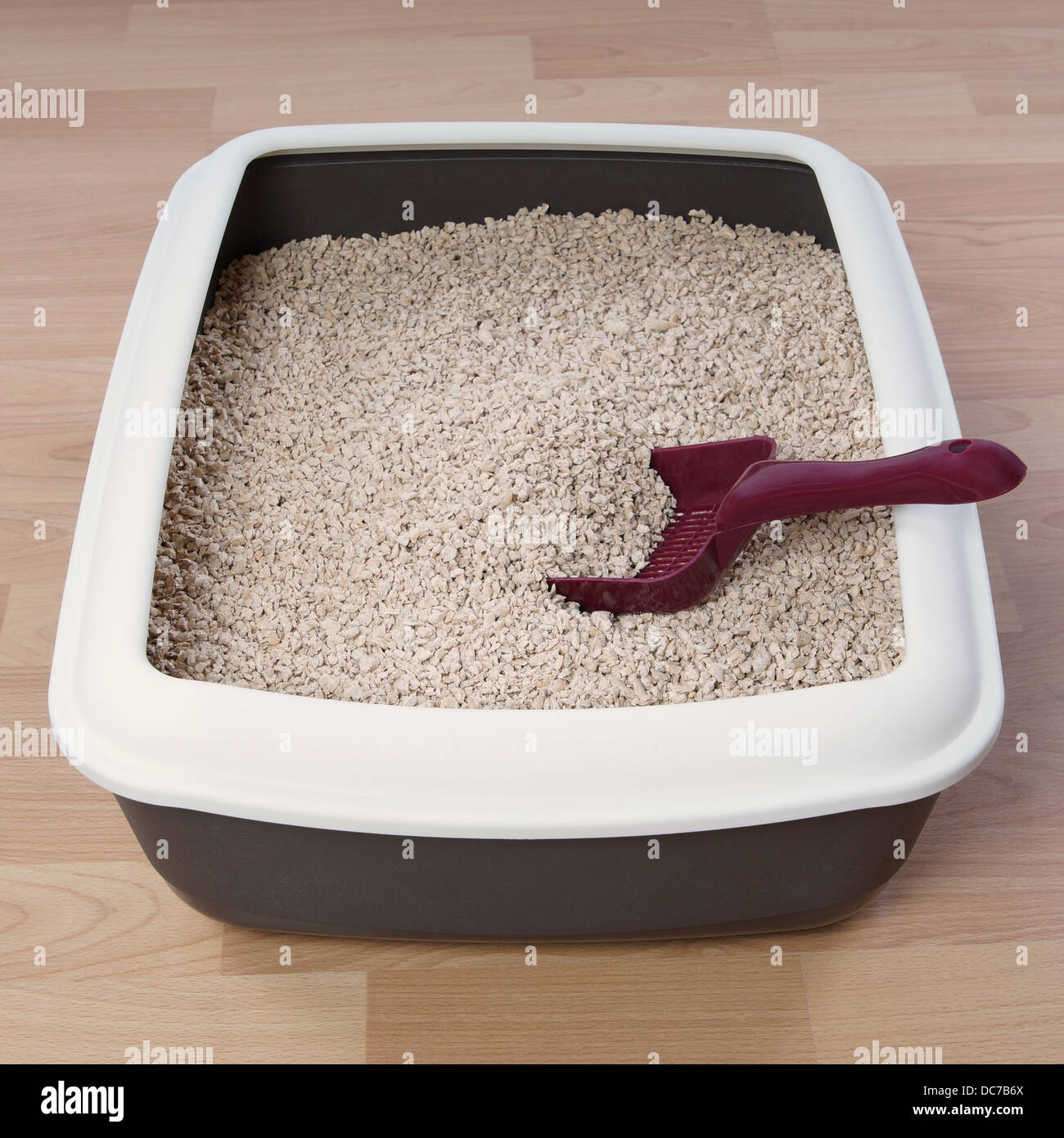 cat litter box with biodegradable pine wood chips Stock Photo - Alamy
