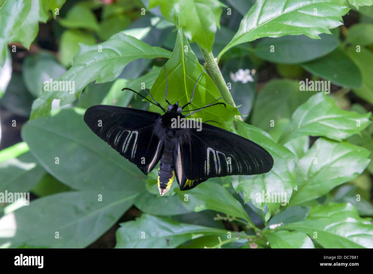 Birdwing troides rhadamanthus butterfly hi-res stock photography and ...