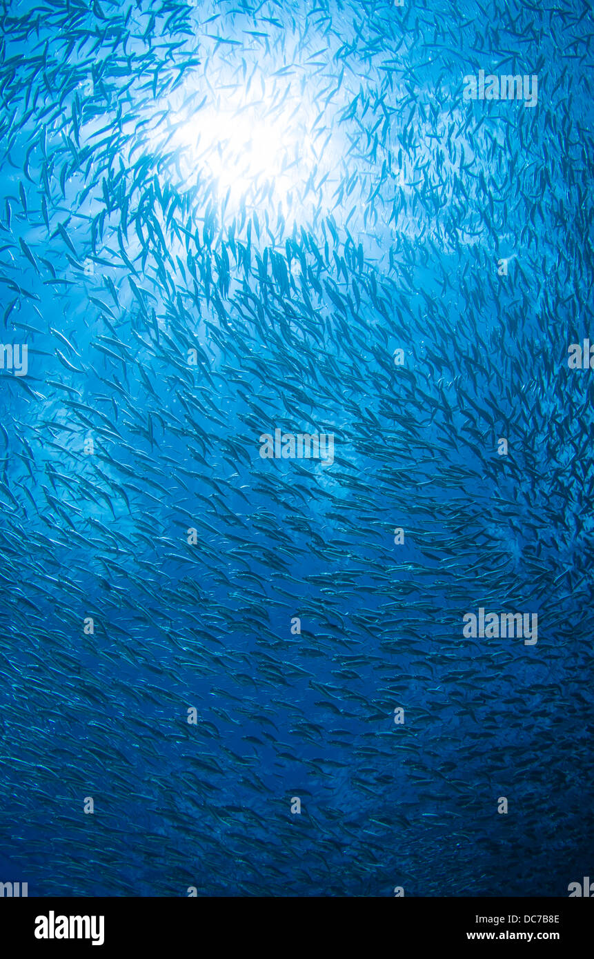 Spratelloides gracilis hi-res stock photography and images - Alamy