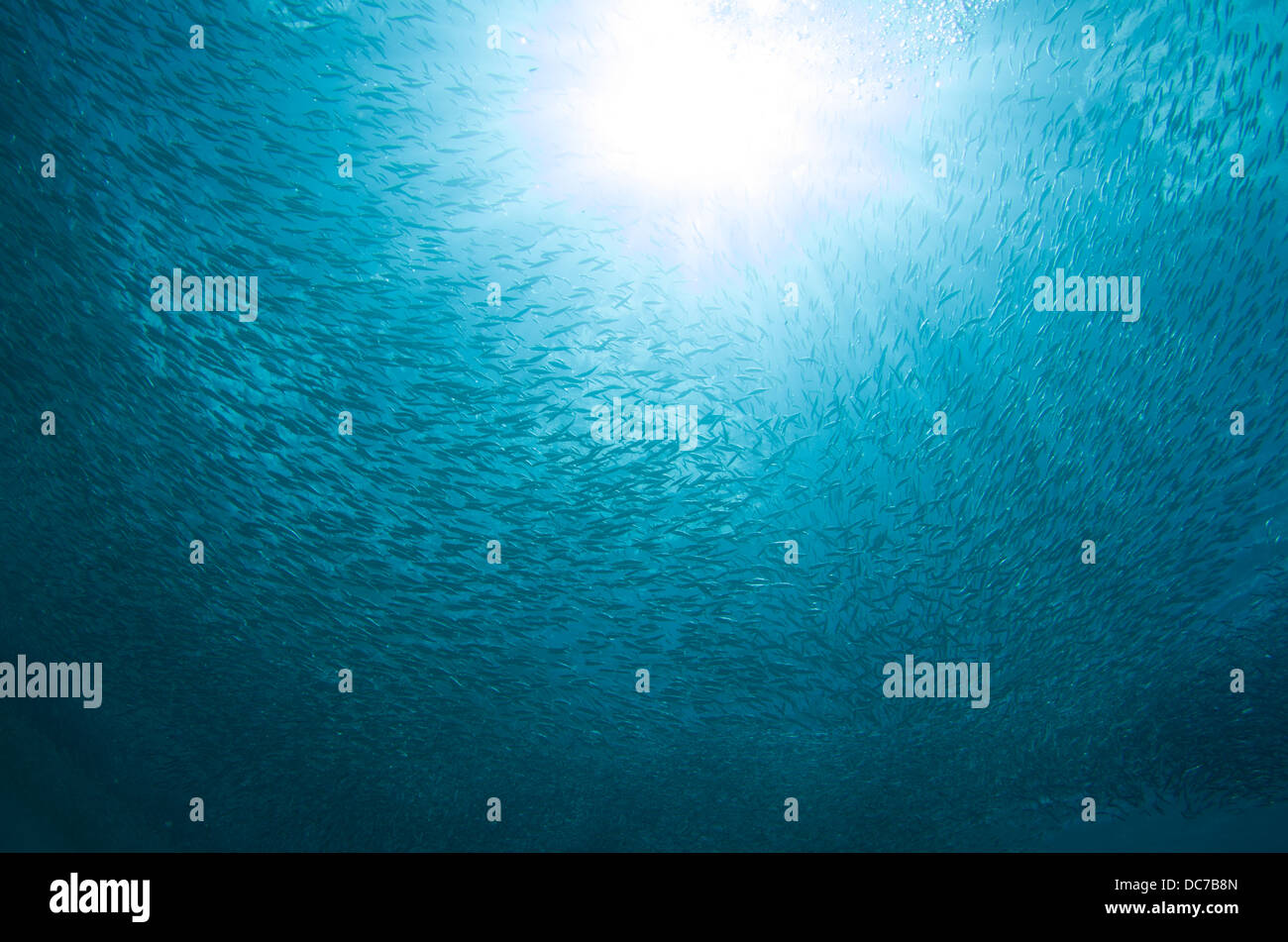 Spratelloides gracilis - Silver-stripe round herring shoal / bait ball ...