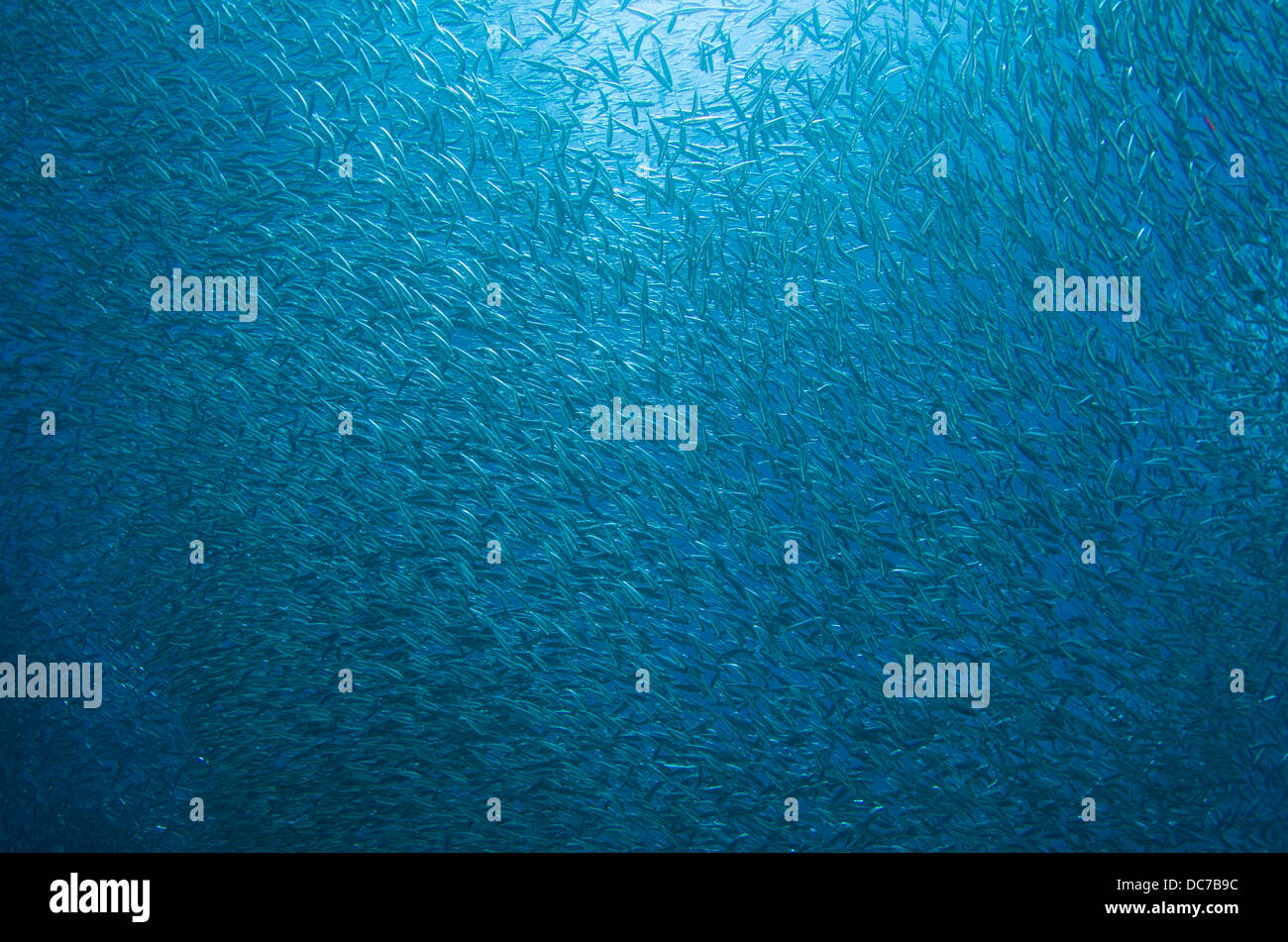 Herring fish bait hi-res stock photography and images - Alamy
