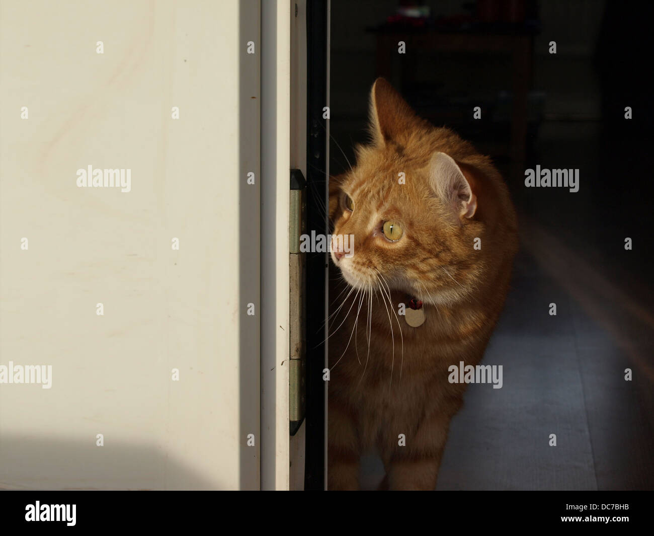 Cat scared looking hi-res stock photography and images - Alamy