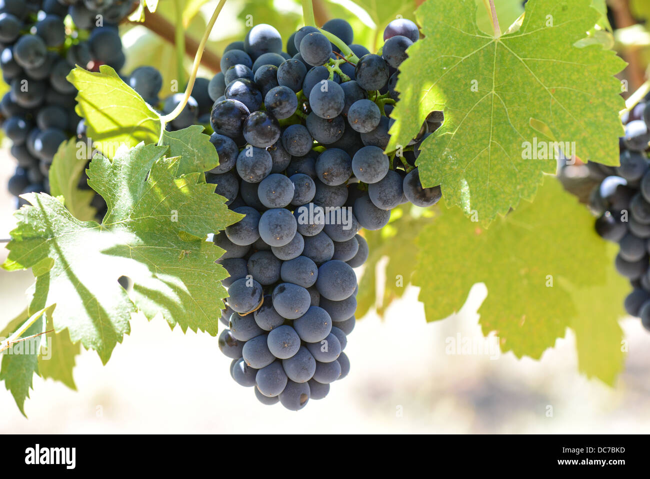 Red Wine Grapes on the Grapevine Stock Photo - Alamy