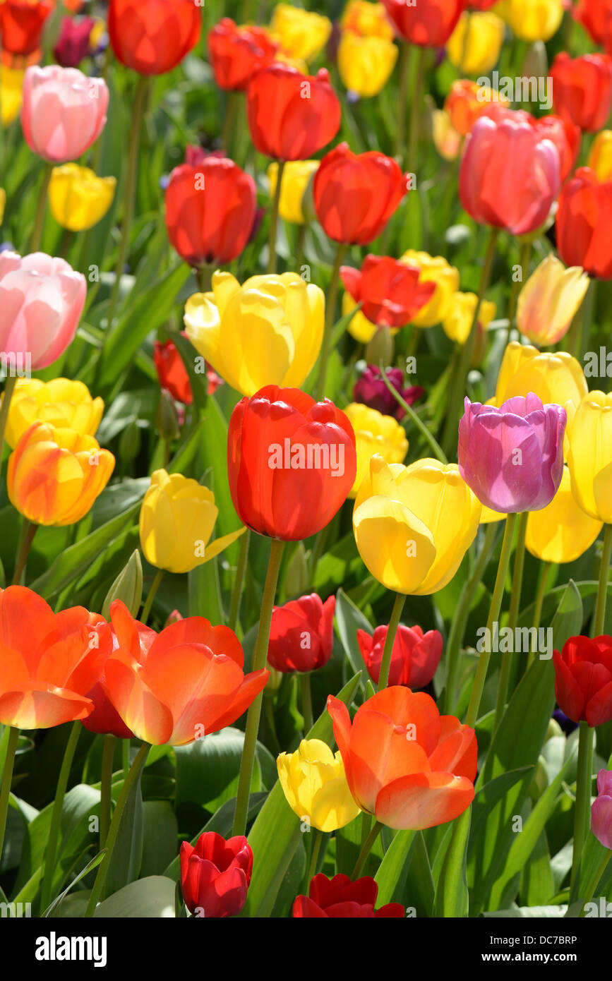 Tulip Garden in Spring Stock Photo - Alamy