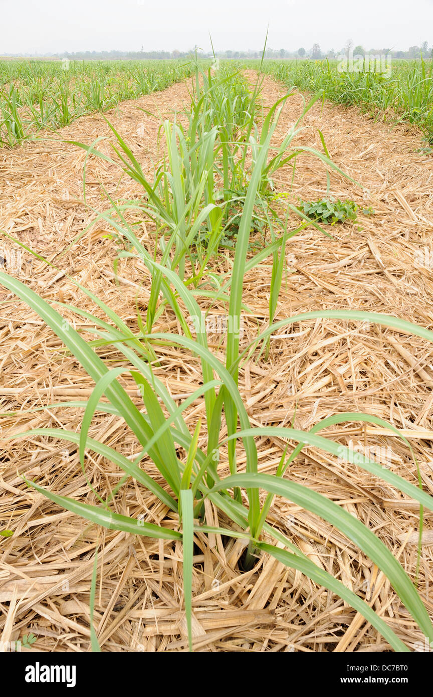 Sugarcane plantation hi-res stock photography and images - Alamy