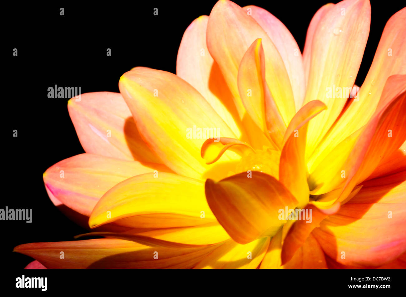 Golden flowers planted in the Botanic Garden Stock Photo - Alamy