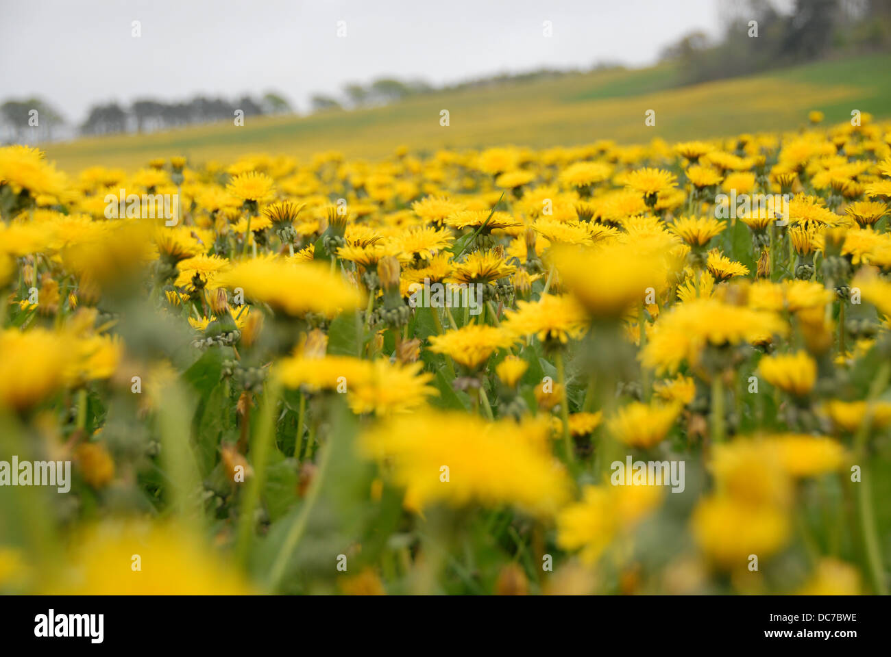 Dandelion field in bloom Stock Photo - Alamy