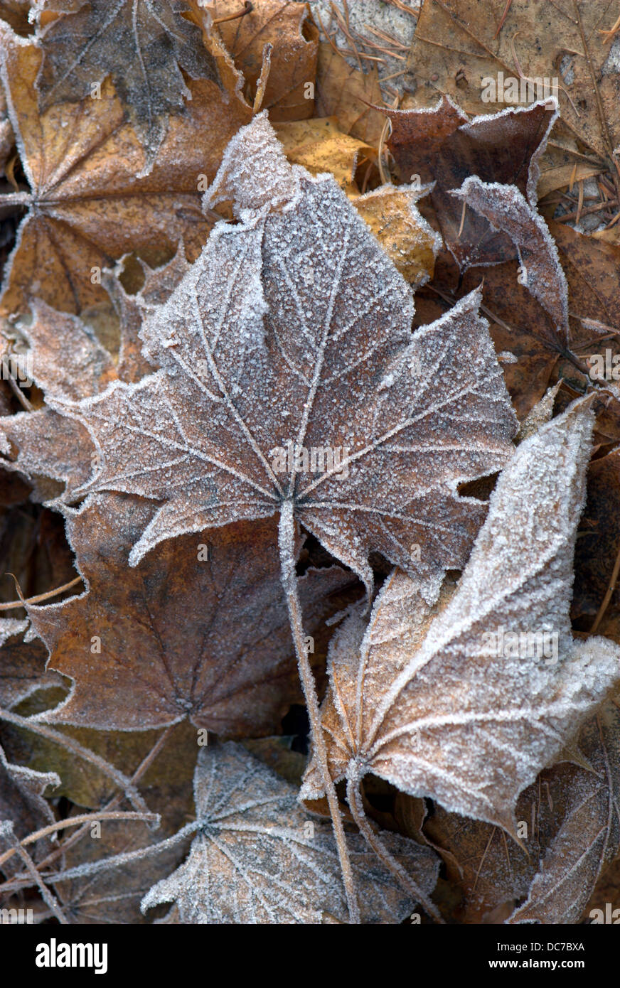 Autumn leaves in the morning frost Stock Photo - Alamy
