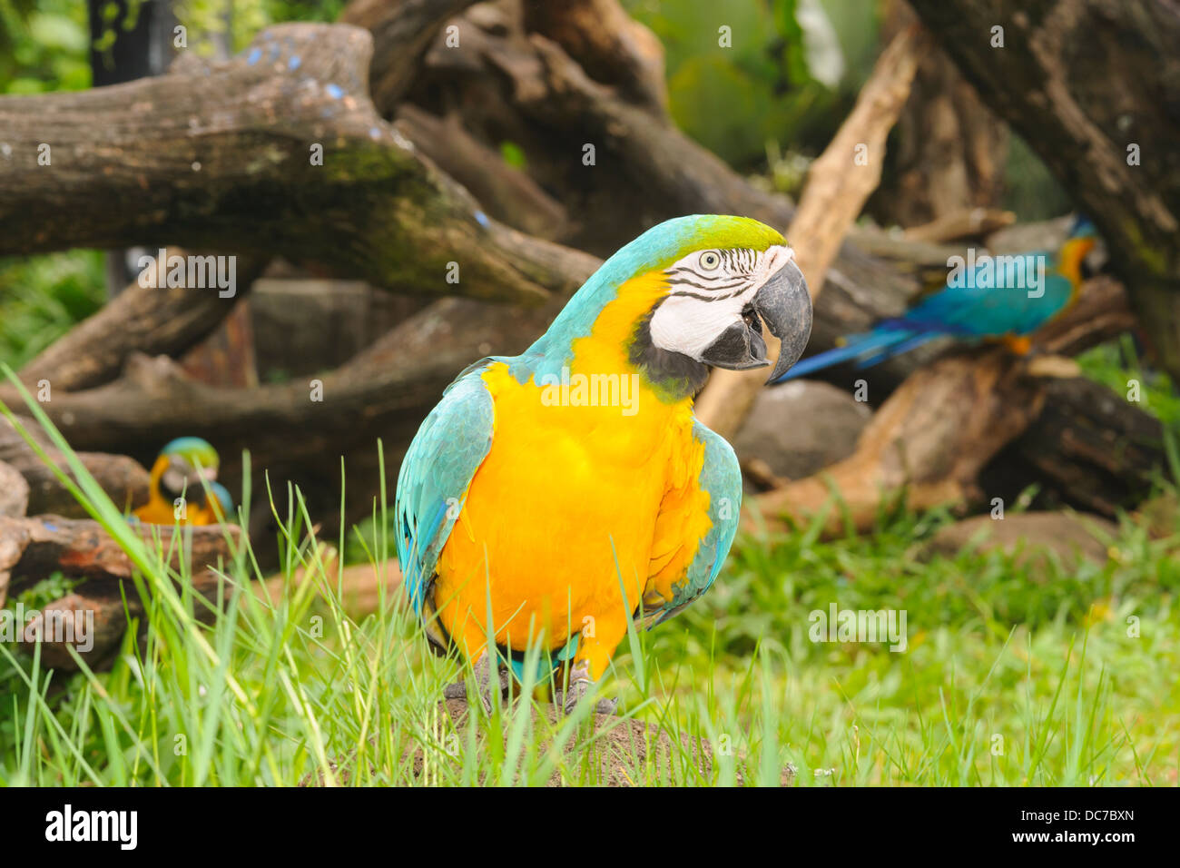 Vibrant macaw colors hi-res stock photography and images - Alamy