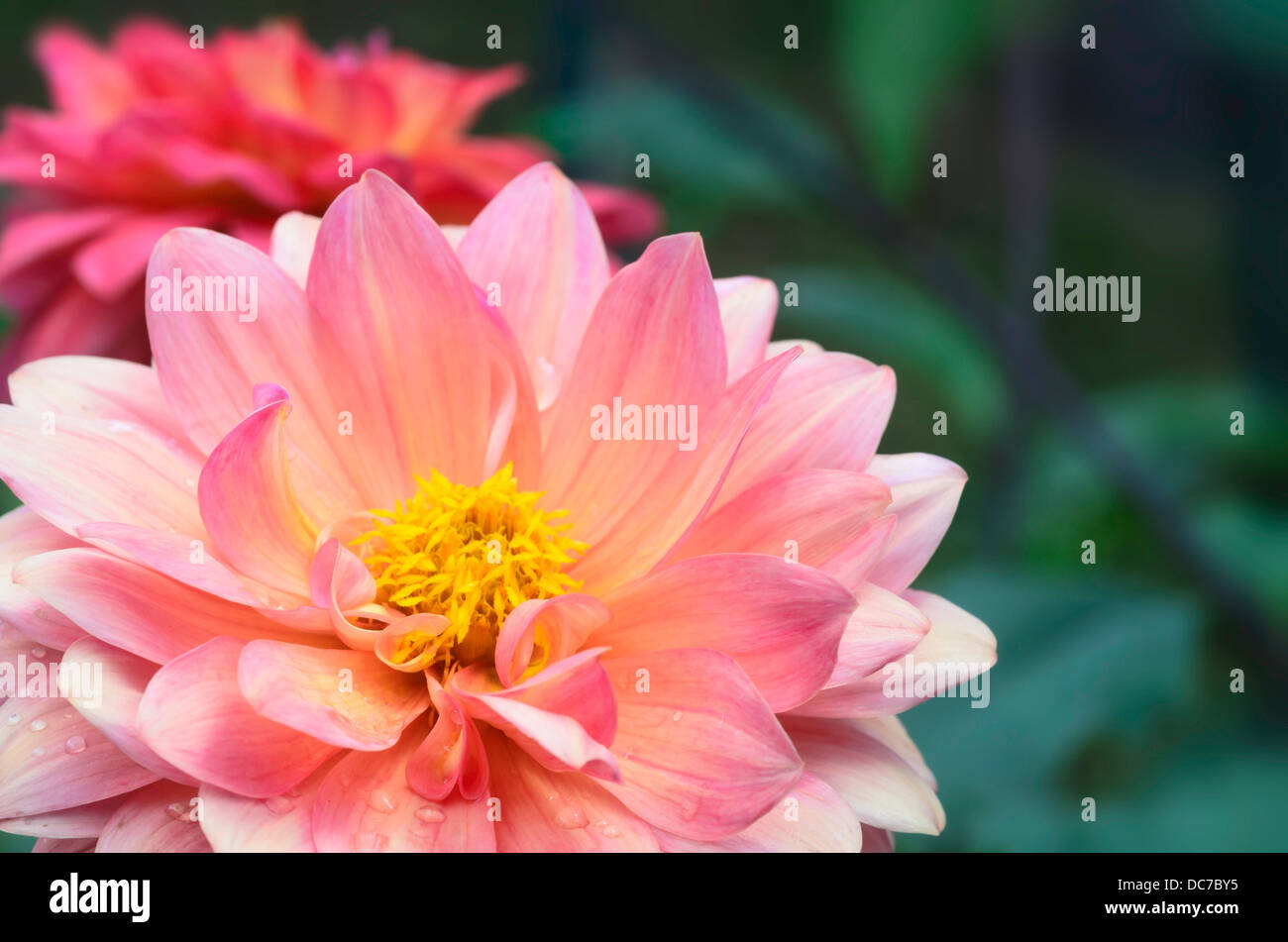 Golden flowers planted in the Botanic Garden Stock Photo - Alamy