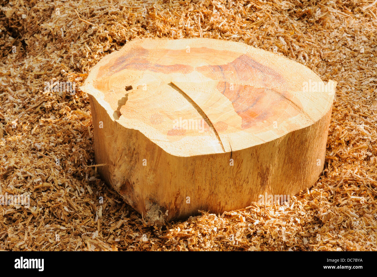 Big wooden stump in sawmill Stock Photo - Alamy