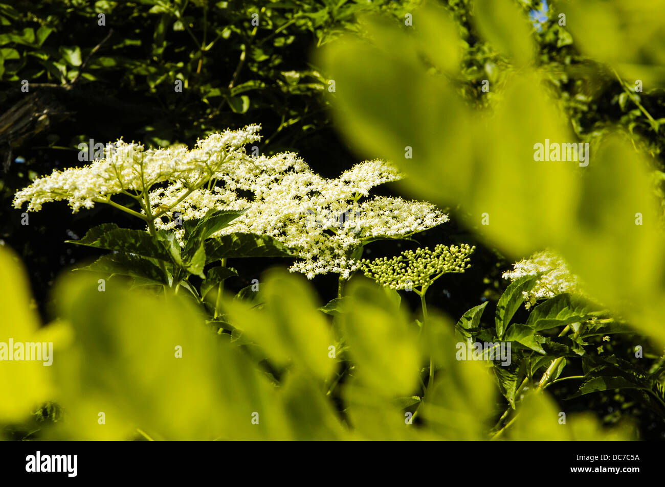 Holunder Strauch High Resolution Stock Photography and Images - Alamy