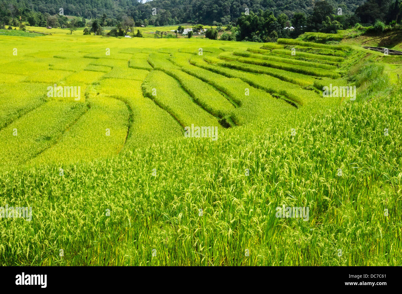 Farmers use rice fields for rice cultivation Stock Photo - Alamy