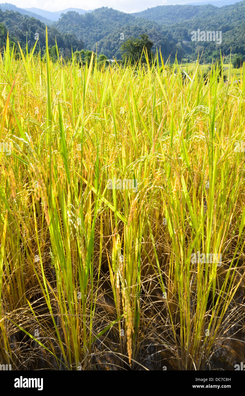 Farmers use rice fields for rice cultivation Stock Photo - Alamy