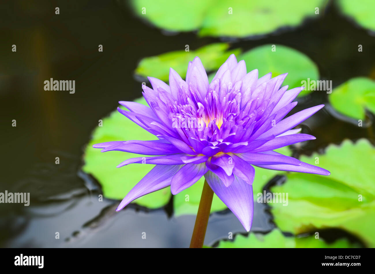 Purple lotus one beautiful flower hi-res stock photography and images ...