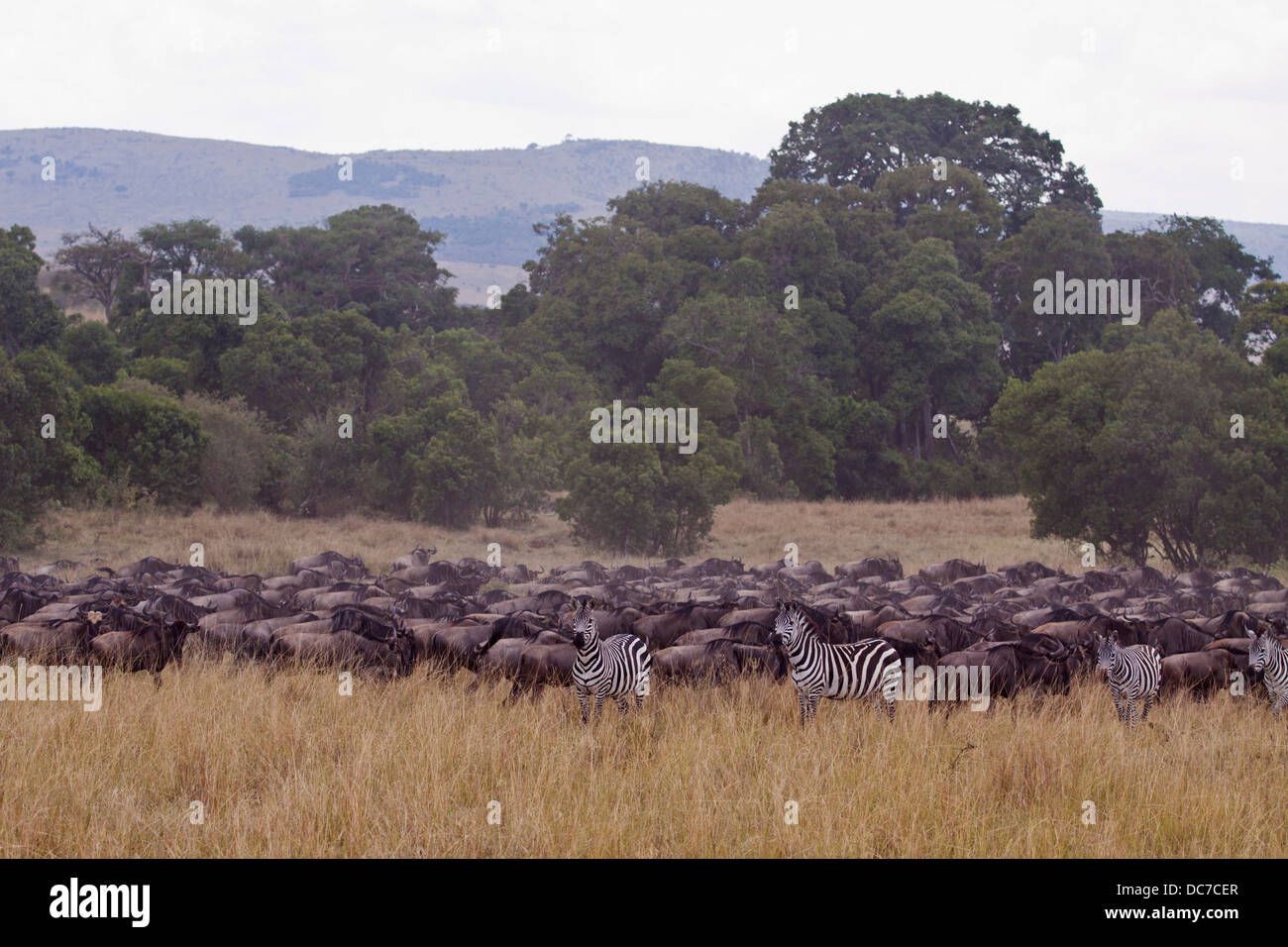 The great migration Stock Photo - Alamy