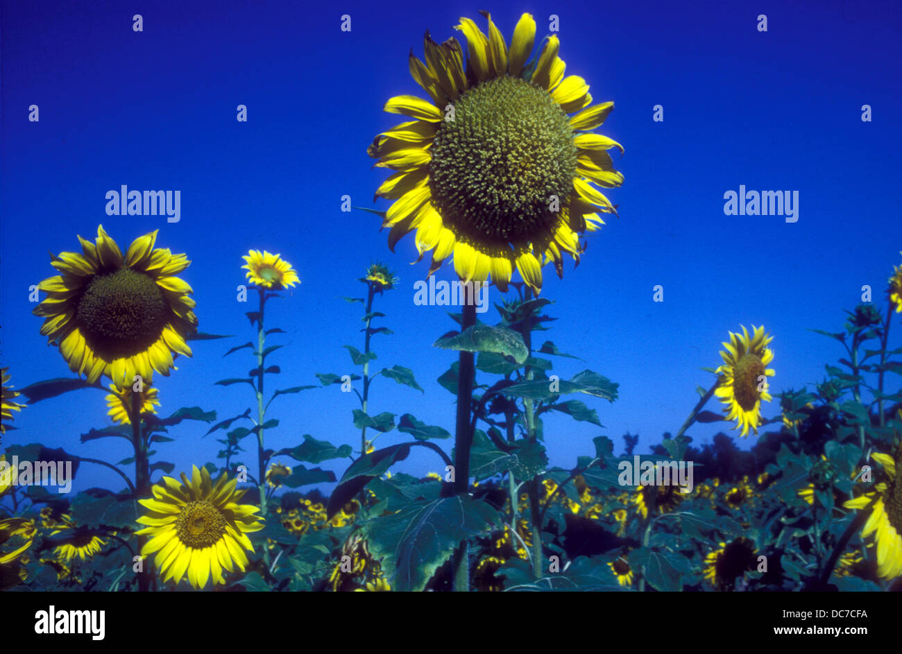 Field of sunflowers, Punjab, Pakistan Stock Photo - Alamy