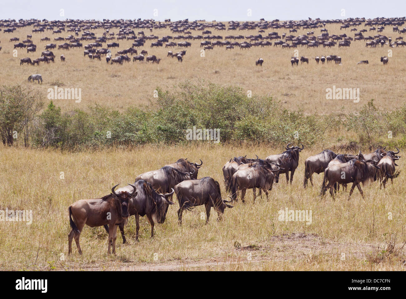 The great migration Stock Photo - Alamy