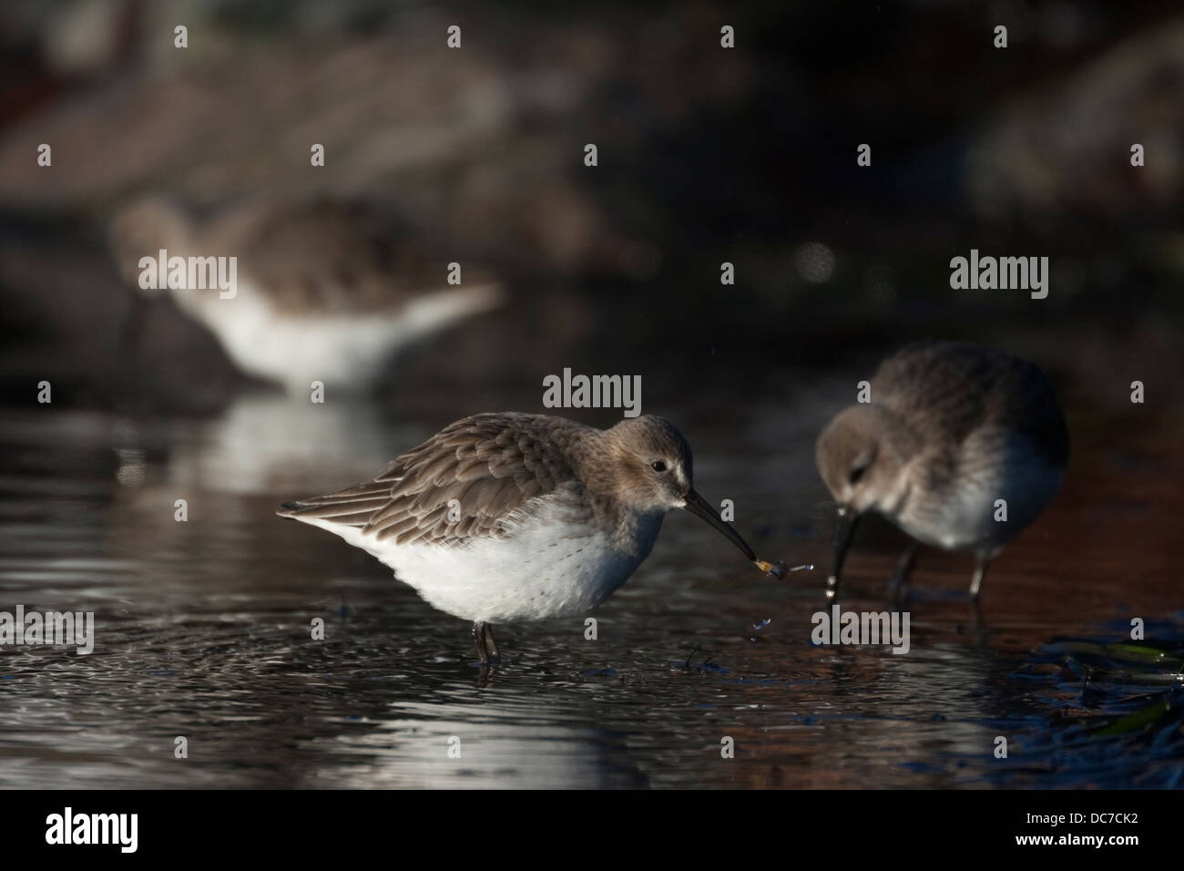 Calidris alpina winter plumage hi-res stock photography and images - Alamy