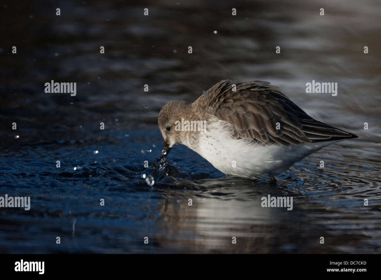Dunlin winter plumage hi-res stock photography and images - Alamy