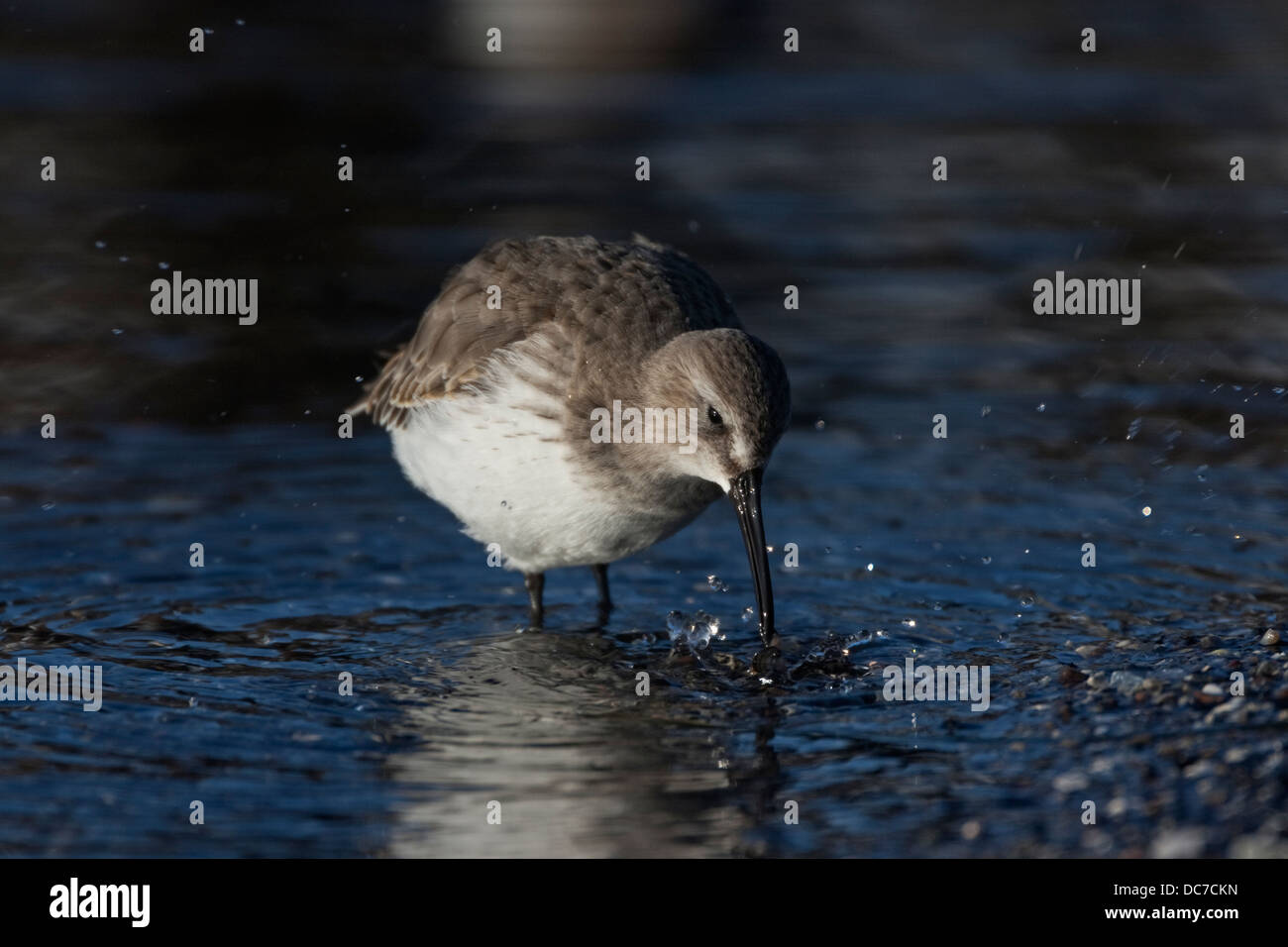 Dunlin winter plumage hi-res stock photography and images - Alamy